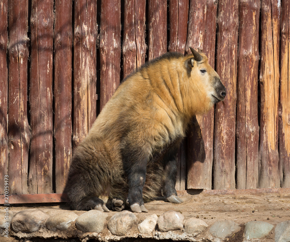 Sichuan Takin. Takins are mammals from cloven-hoofed animals, that is ...