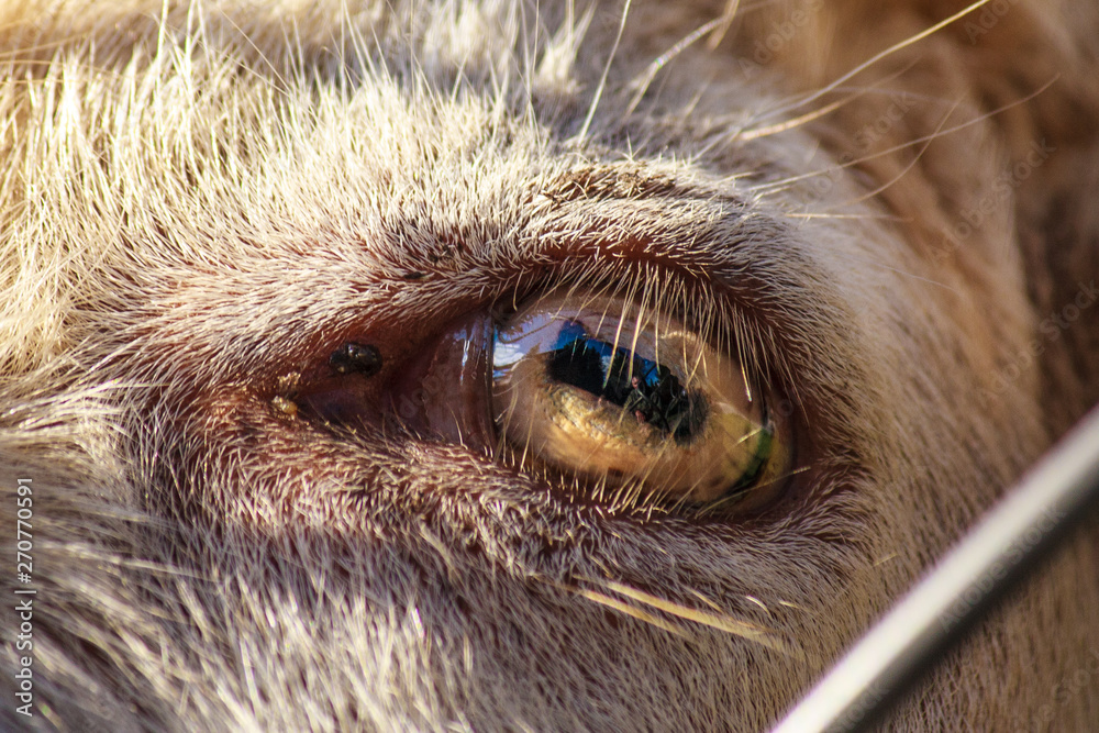 Goat Eye Pupil