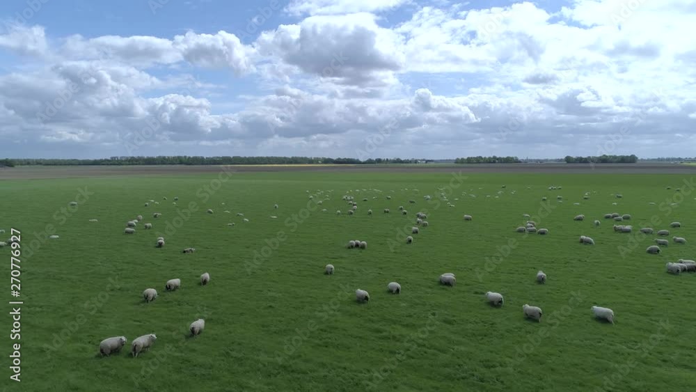 Aerial Of Green Field With Herd of Sheep with a Fallen Sheep, who can't ...