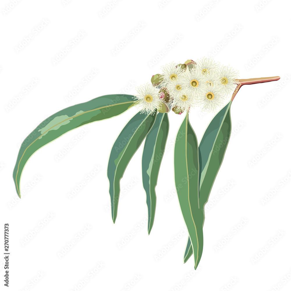Cream Eucalyptus Gum Tree Flowers Vector Illustration on a White ...