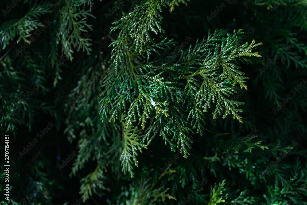 Dragon Juniper's leaves(Juniperus chinensis) for green leaf background ...