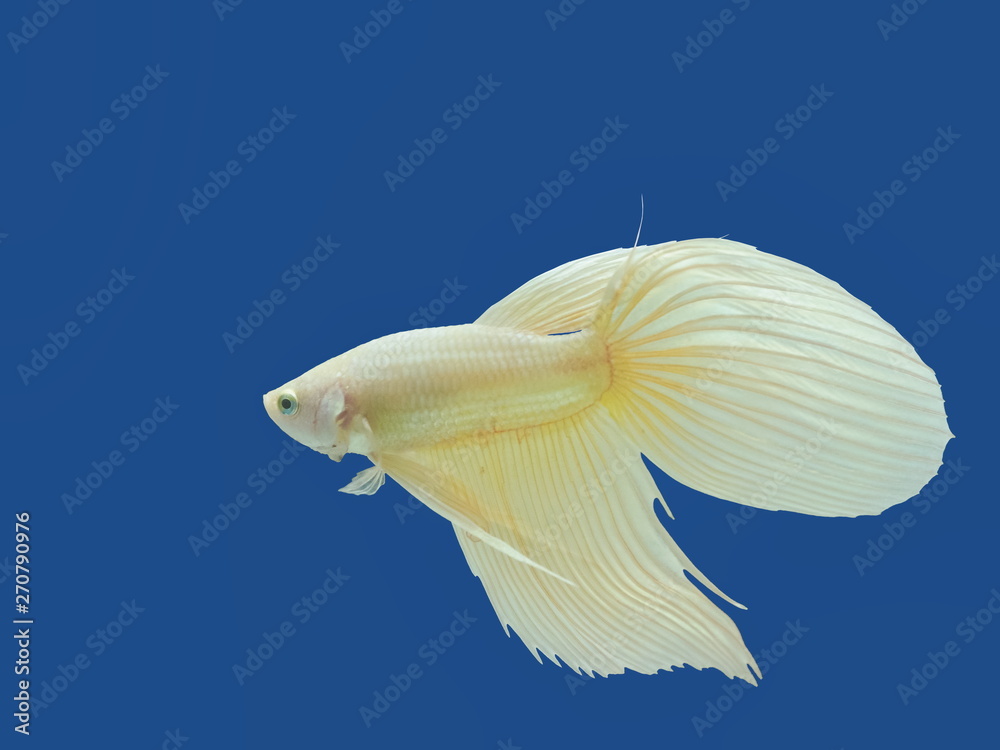 White Female Betta Fish