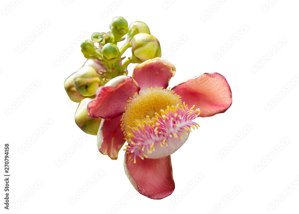 Foto de Sala flora or Shorea robusta flower on Cannonball Tree and the ...