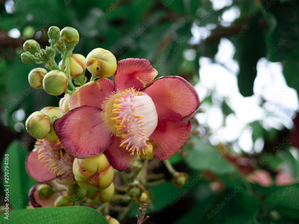 Sala flora or Shorea robusta flower on Cannonball Tree and the sal tree ...