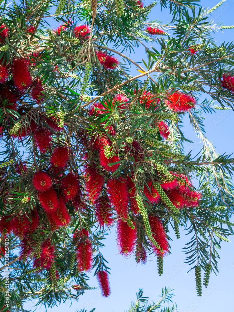Poster Plant of Callistemon with red bottlebrush flowers and flower ...