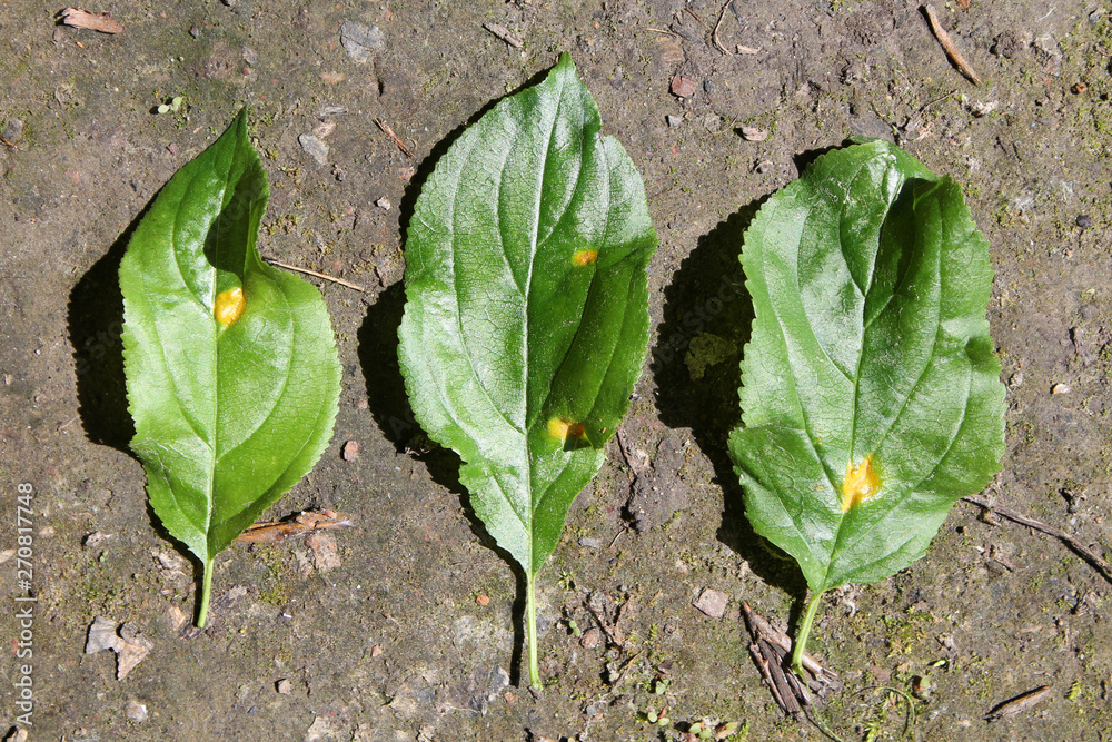 Aecia of Barley crown rust (Puccinia coronata) on green leaves of ...