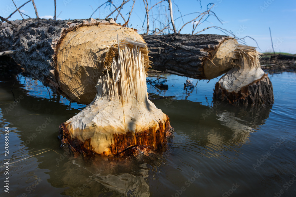 Two big fallen trees chopped by a beaver, a scene illuminated by soft ...