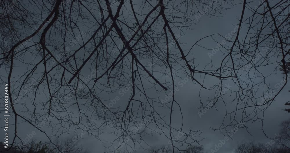 Tree branches moving fast in the wind at night in a scary cloudy gray ...