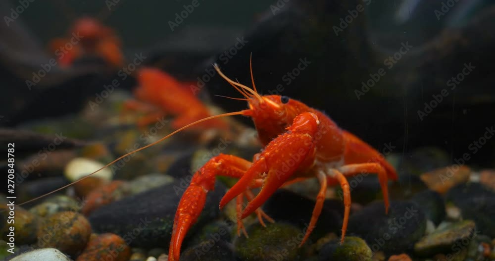 Lobster. Red, orange, brown and yellow lobster walking on rocks in the ...