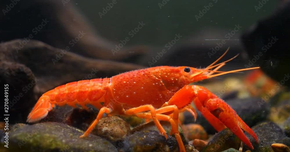 Lobster. Red, orange, brown and yellow lobster walking on rocks in the ...