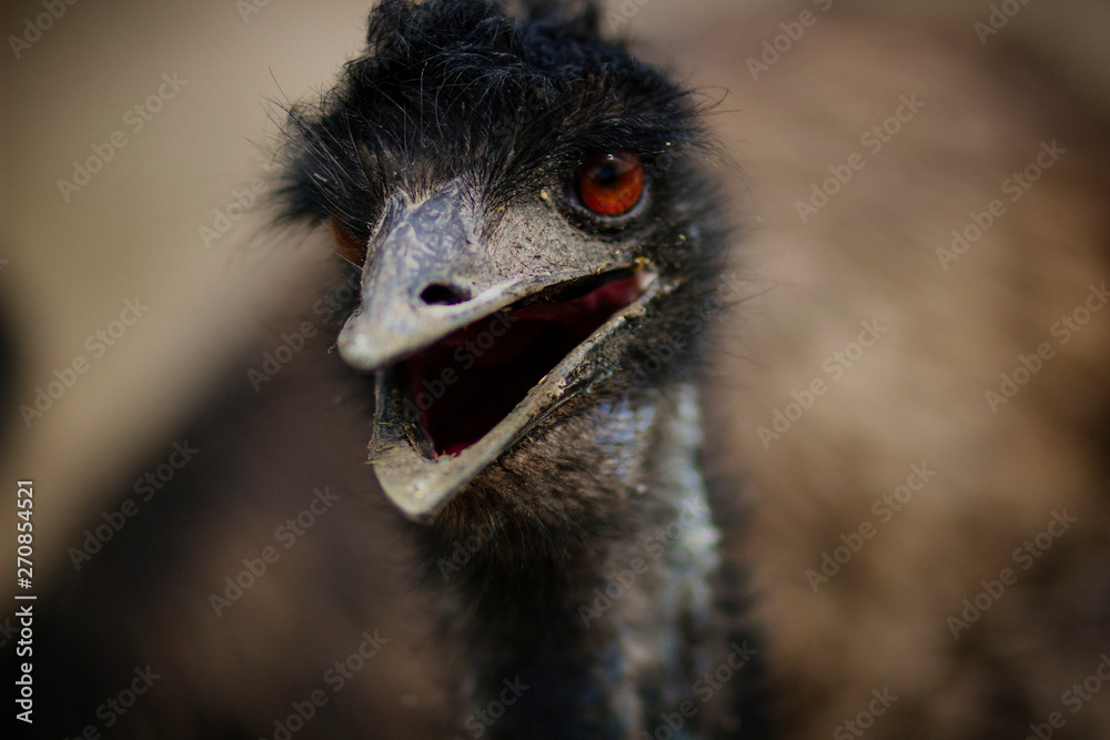 Ostrich Face Angry