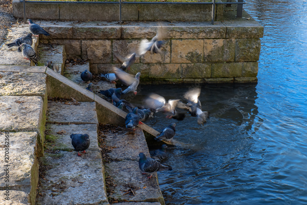 badende tauben Stock Photo | Adobe Stock