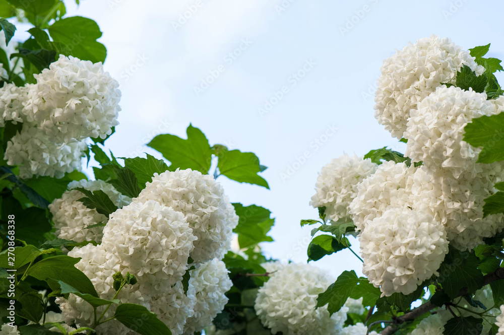 Chinese snowball viburnum flower heads are snowy. Blooming of beautiful ...