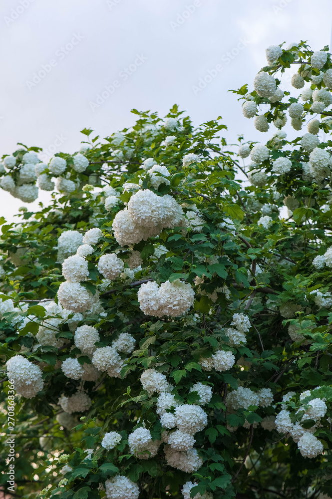 Chinese snowball viburnum flower heads are snowy. Blooming of beautiful ...
