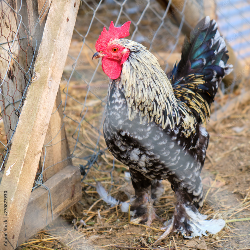 Marans chicken rooster in a chicken paddock, as seen through the wire ...