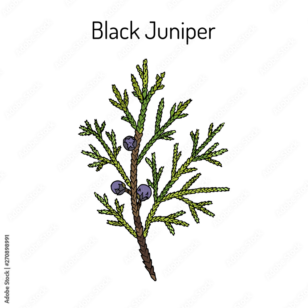 Black juniper Juniperus indica , evergreen medicinal plant Stock Vector ...