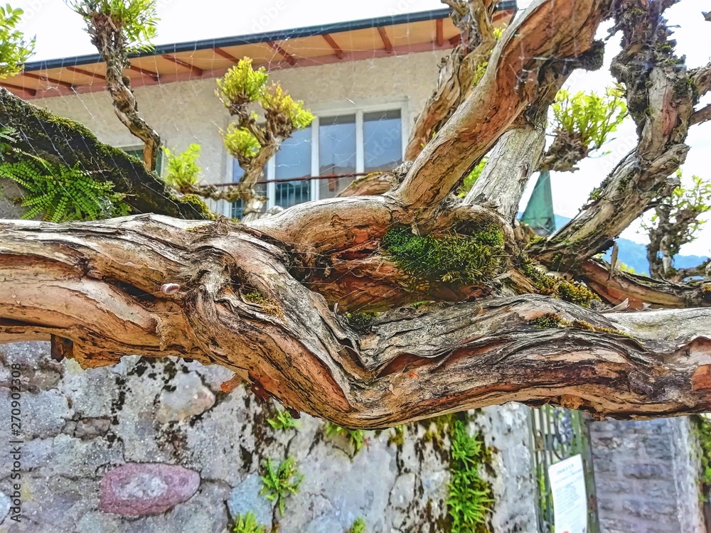 crooked curly, cracked in places, thick trunk of Wisteria tree with ...