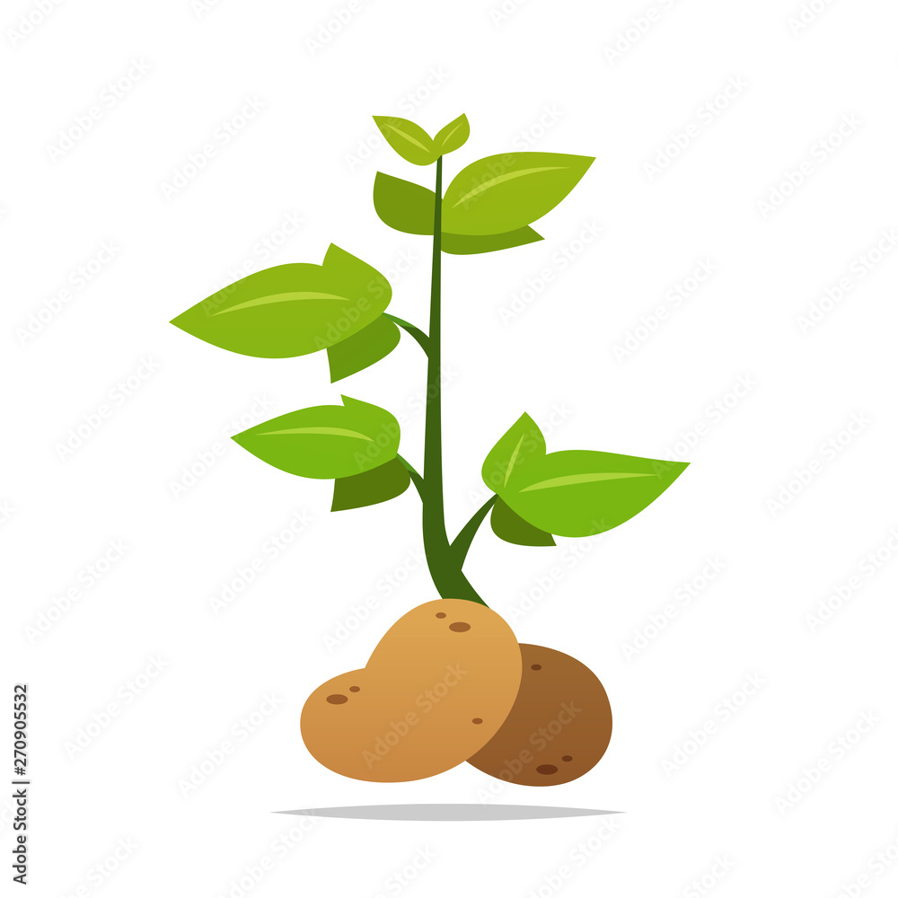 Potato plant vector isolated illustration Stock Vector | Adobe Stock