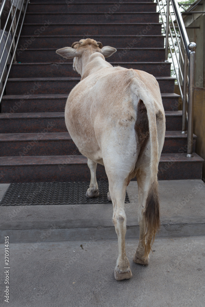 indian holy cow is trying to climb stairs in a street in the south of ...