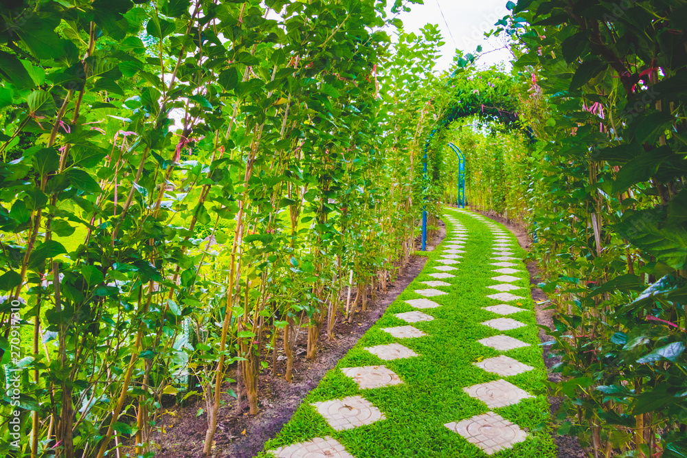 Green tunnel in fresh spring day. Way to nature. Green trees and the ...