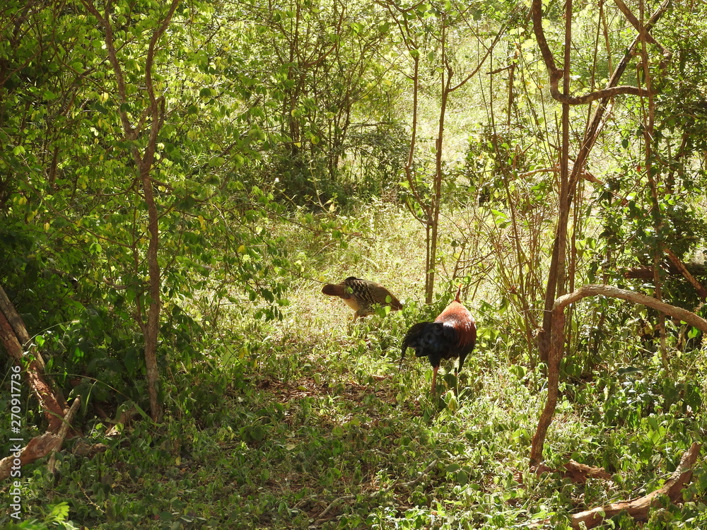 A Sri Lankan Junglefowl Gallus lafayettii forages on a jungle path deep ...