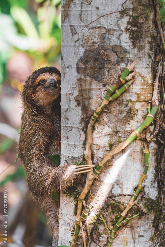 Faultier klettert an baum im Dschungel Panamas Stock Photo | Adobe Stock