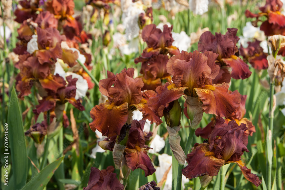 National Flower Of Croatia | Best Flower Site