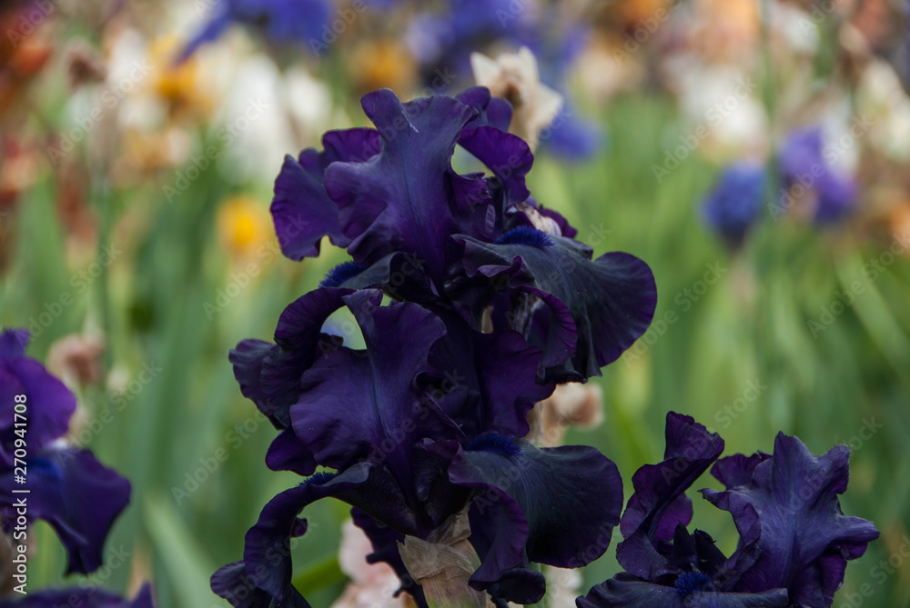 National Flower Of Croatia | Best Flower Site