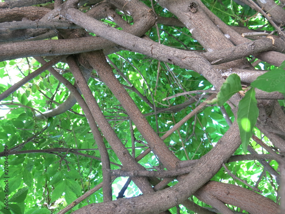 ramas entrelazadas con troncos finos parecido a selva Photos | Adobe Stock