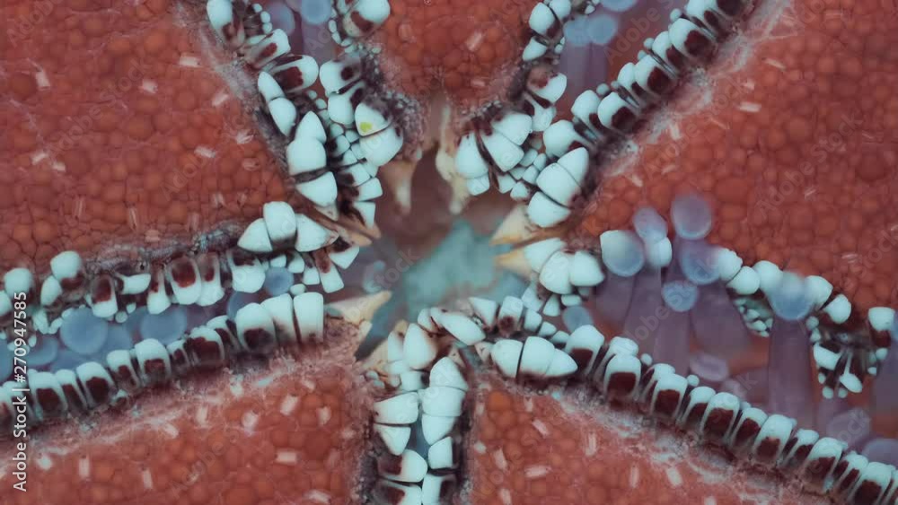 Detail of starfish is hides water vascular system for locomotion ...