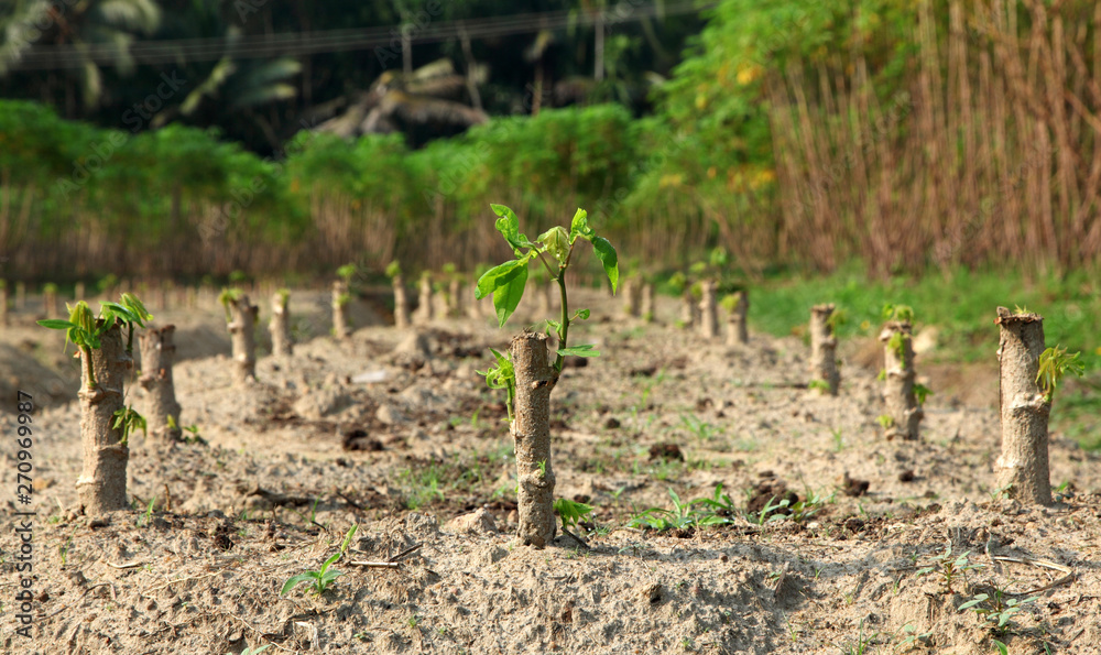 Tapioca industry at Kerala,India. Tapioca is a starch extracted from ...