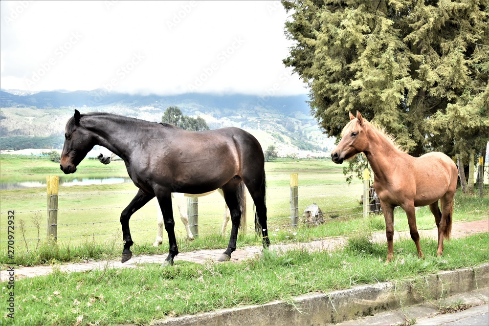 dos caballos montaña pasto cesped caballo negro y colorado potrero ...