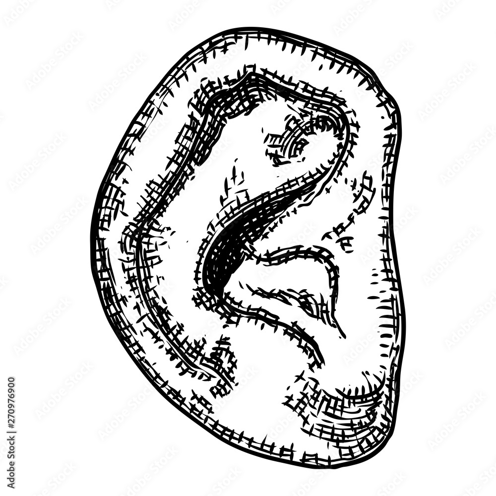 Human ear anatomy body part in engraved hand drawn style. Stylized ...