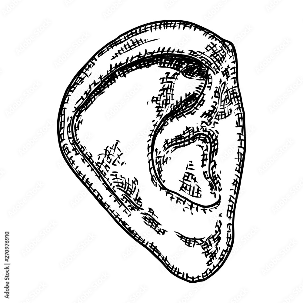 Human ear anatomy body part in engraved hand drawn style. Stylized ...