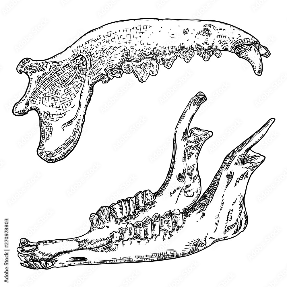 Set of Sheep or goat and wolf or dog jaw. Aged teeth bones. Farm ...