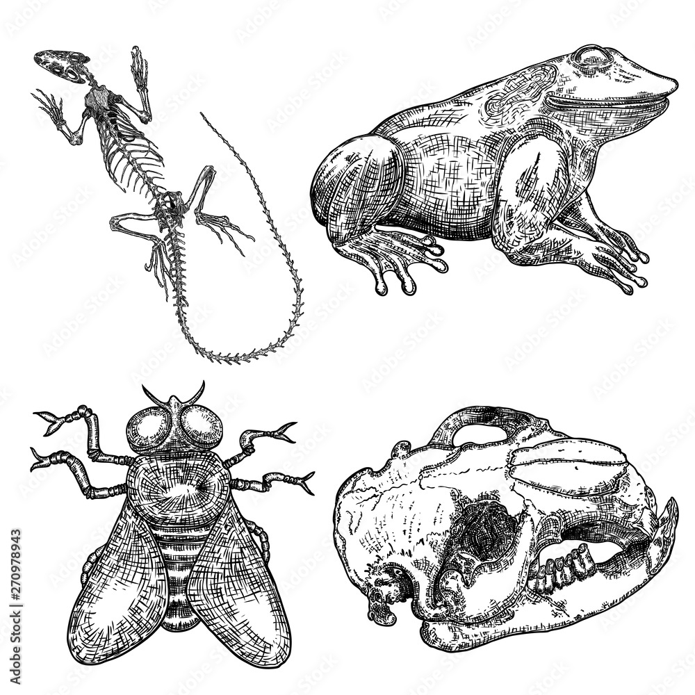 Magic animal elements set. Hand drawn sketch for magician collection ...