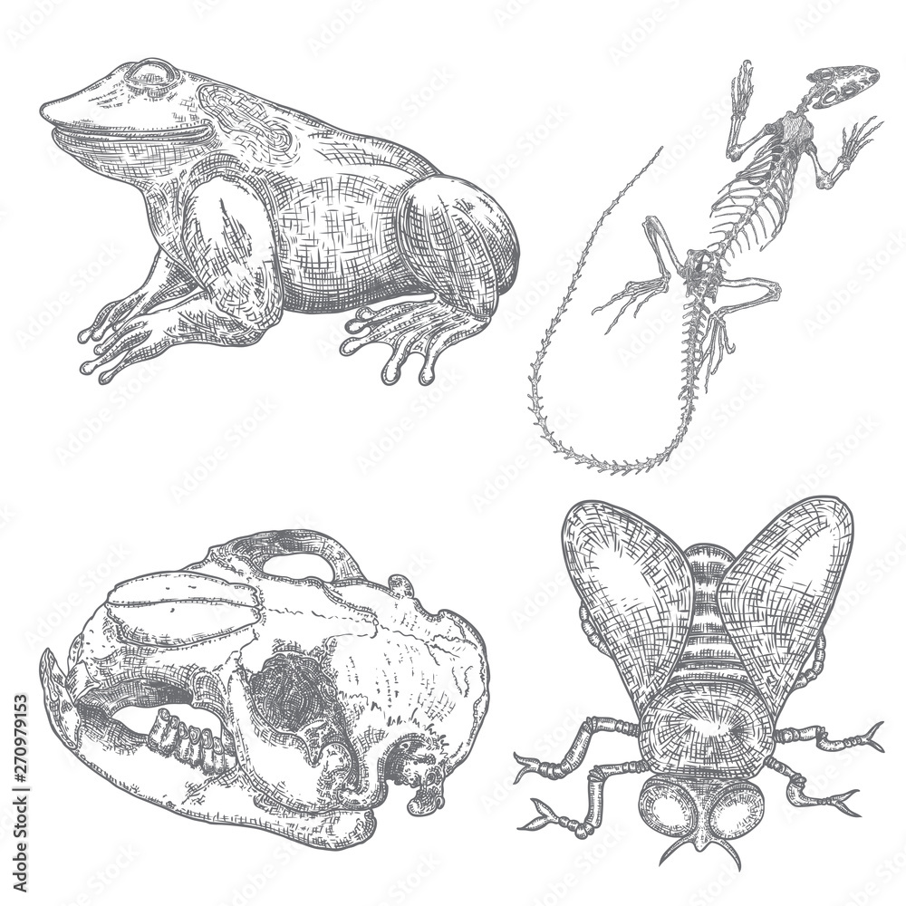 Magic animal elements set. Hand drawn sketch for magician collection ...