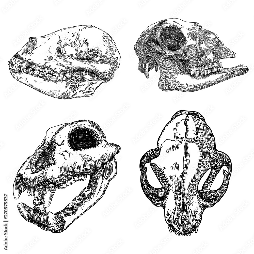 Coyote Skull Drawing