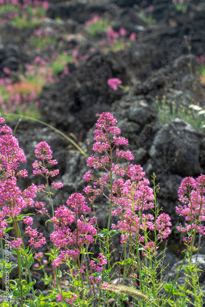 Flora of Mount Etna volcano, blossom of pink Centranthus ruber Valerian ...