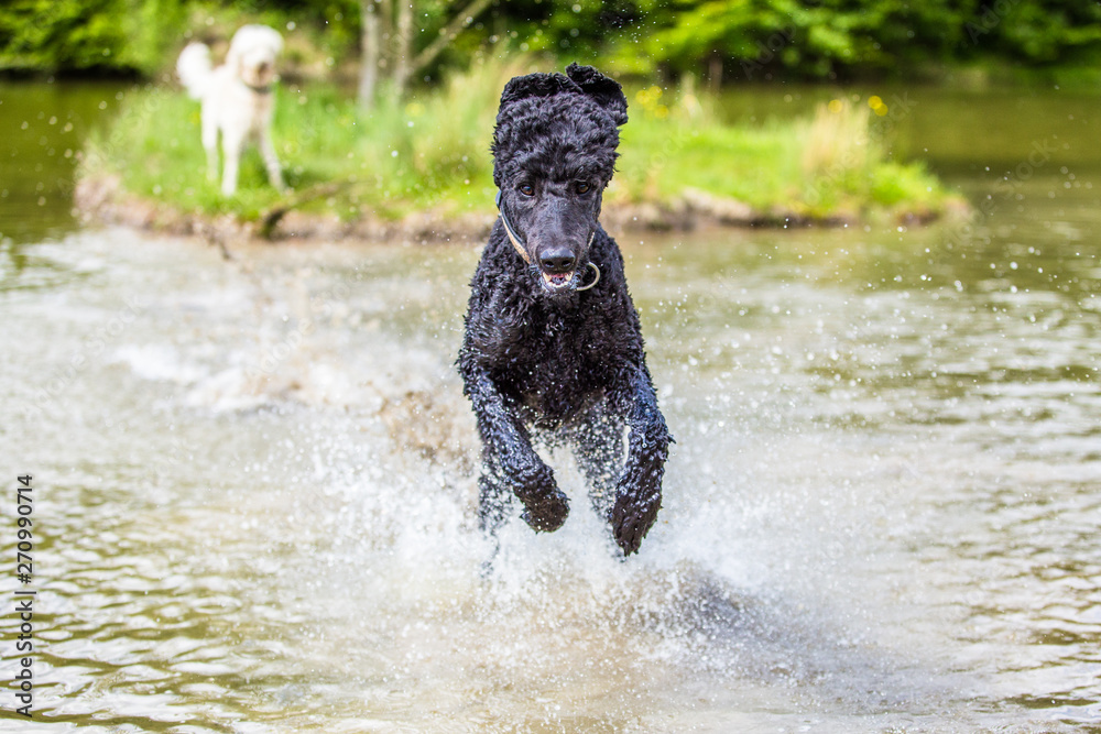 Pudel läuft durchs Wasser Stock Photo | Adobe Stock
