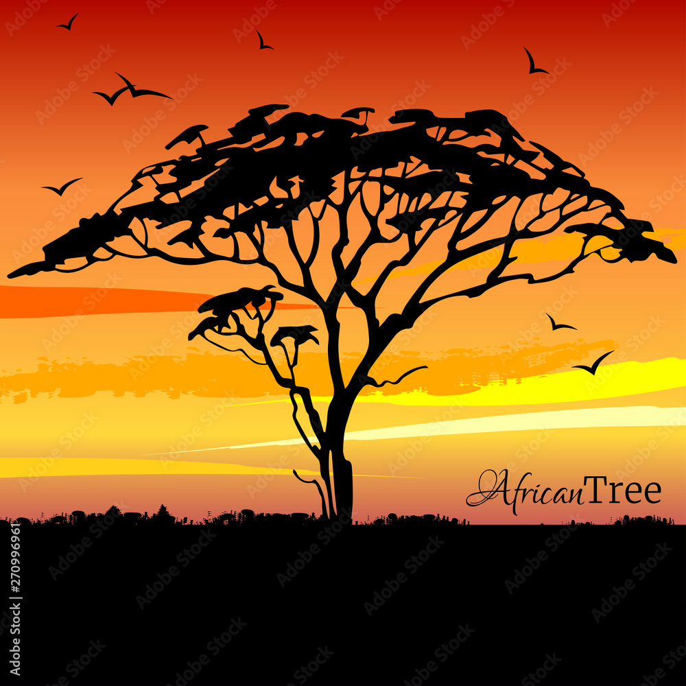 African tree acacia on sunset background. African landscape. Vector ...
