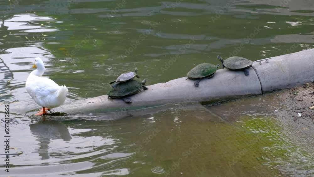 Texas River Cooters, a turtle species native to Texas. Baby turtle sits ...