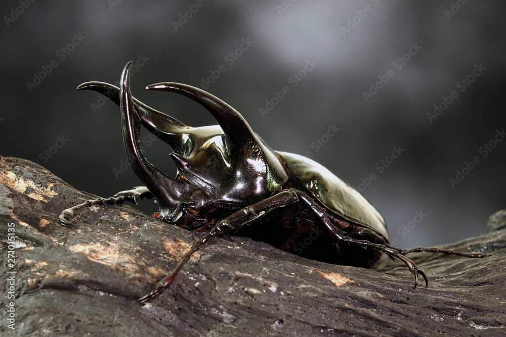 Atlas beetle (Scientific name : Chalcosoma atlas) , famous exotic pets ...