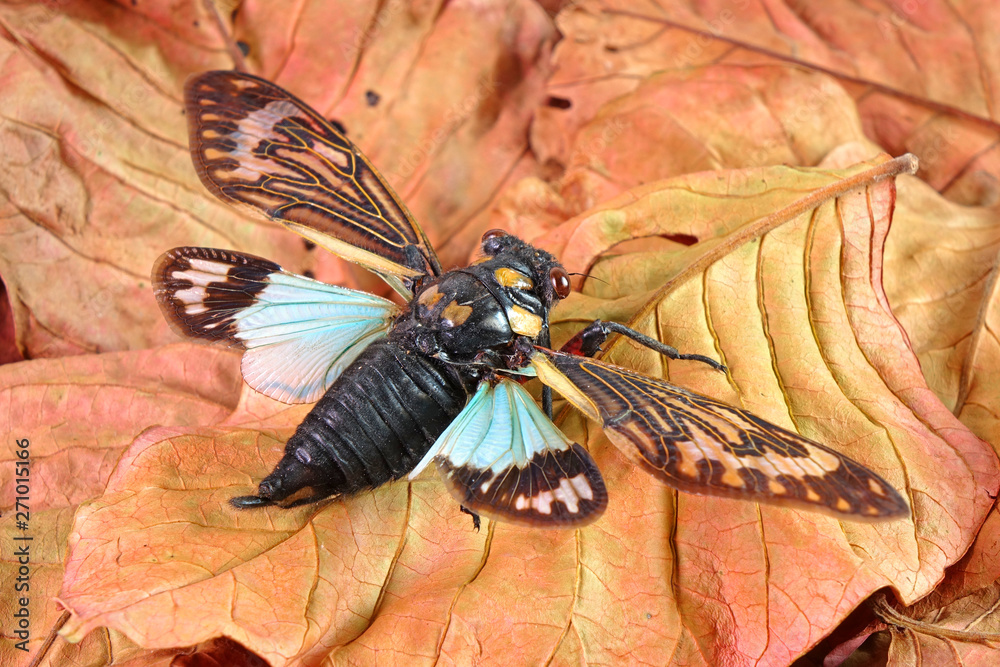 Cicada : Blue butterfly-wings cicada (Distantalna splendida) is a ...