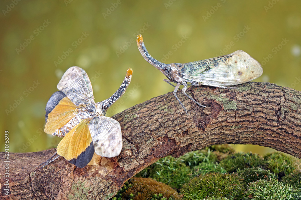 White wing Lantern-fly (Pyrops astarte) is a species of planthopper ...