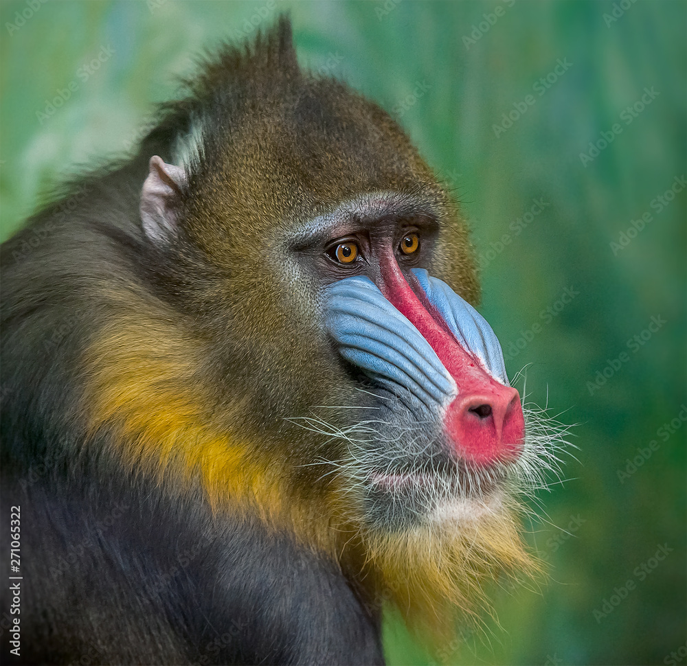 Portrait of Mandrill, Mandrillus sphinx, primate of the Old World ...