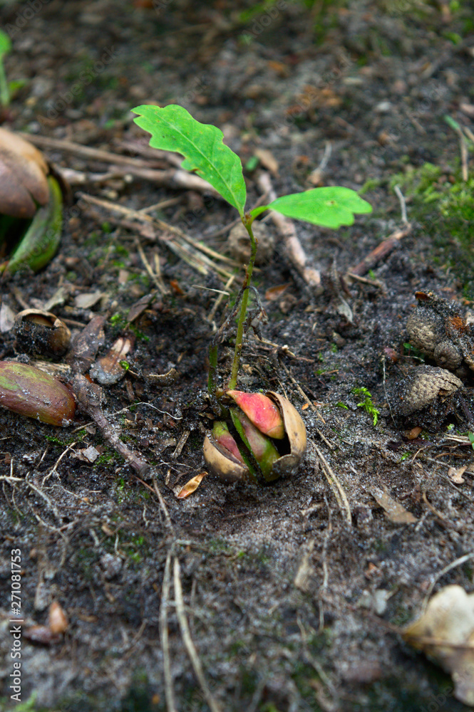From small acorn mighty oak trees grow, sprout in a forest Stock Photo ...