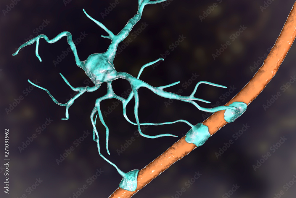 Astrocyte and blood vessel, 3D illustration. Astrocytes, brain glial ...