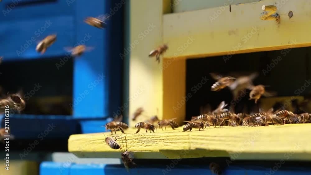 Close up of flying bees in the front of wooden beehive entrance. Bee ...