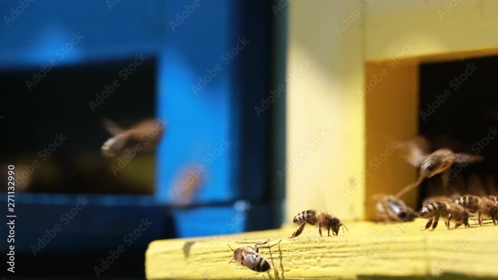 Close up of flying bees in the front of wooden beehive entrance. Bee ...